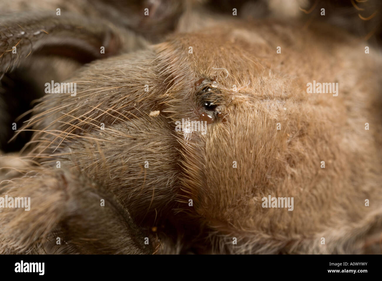 Desert Tarantula (Aphonopelma spp.). Extreme closeup showing eyes ...