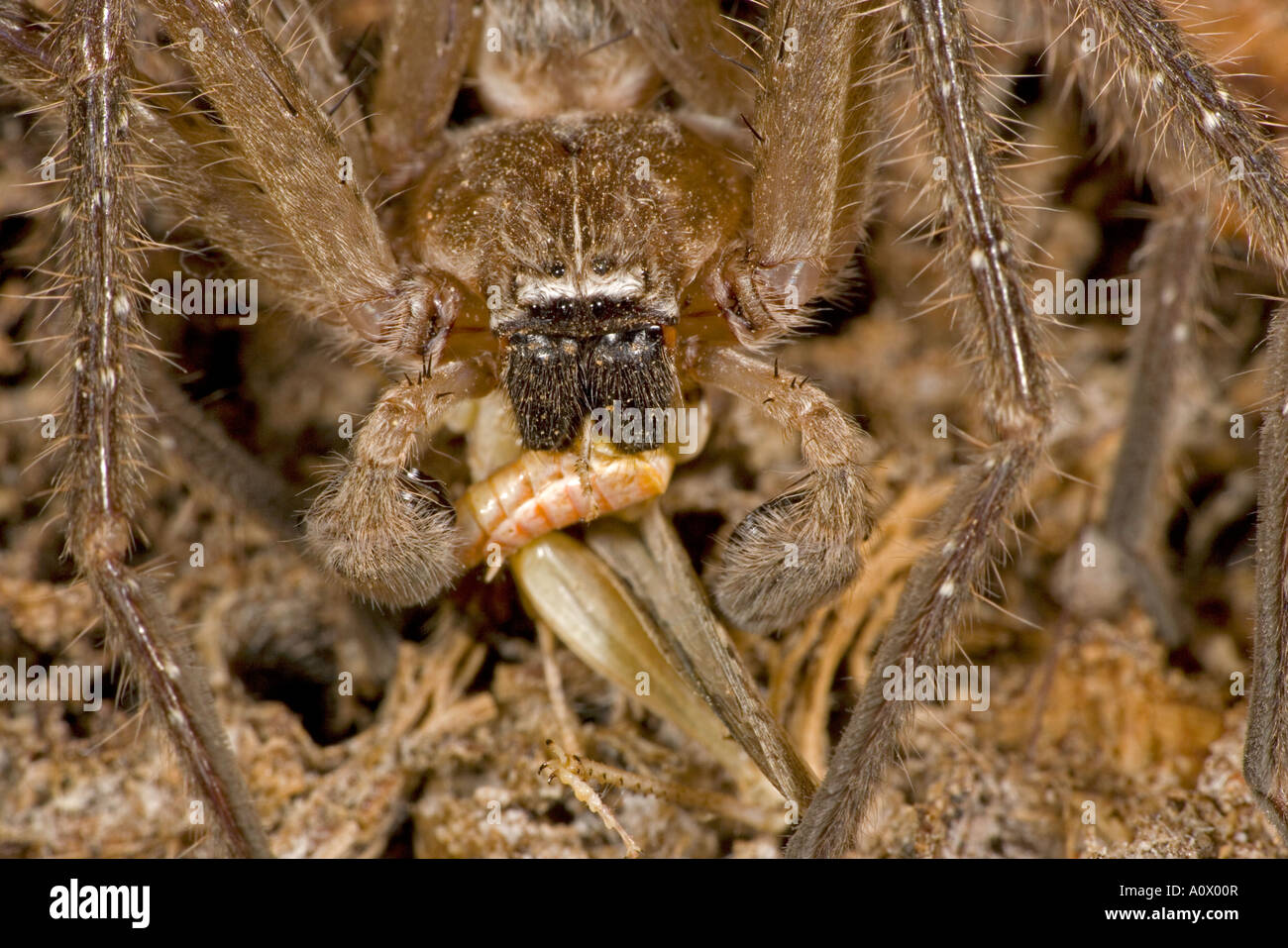Giant Crab Spider Olios spp Eating grasshopper Arizona Sonoran desert ...