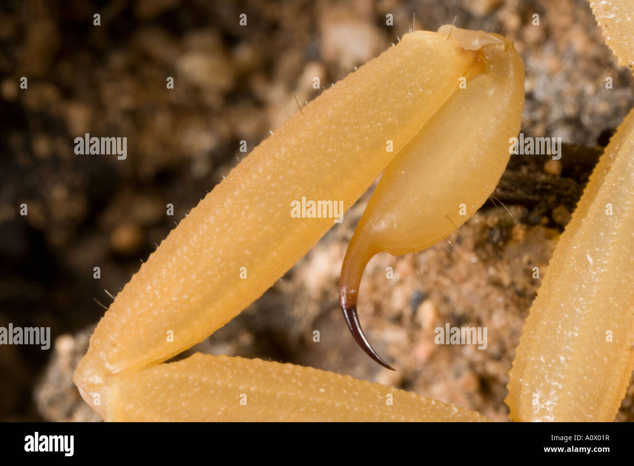 Bark Scorpion Centruroides exilicauda Close up of telson stinger ...