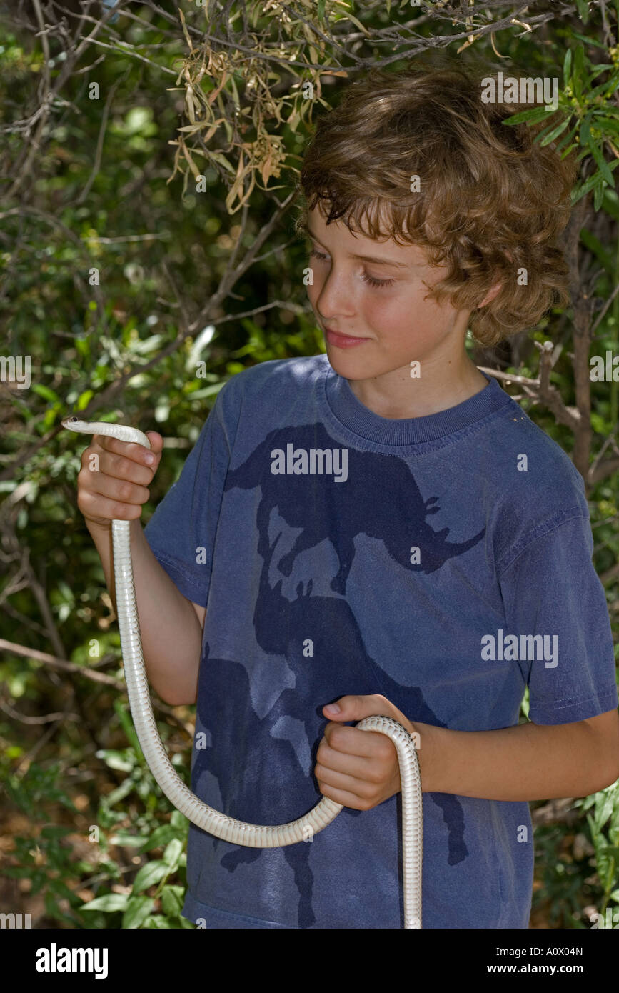 Boy Holding Patch nosed Snake Salvadora hexalepis Arizona Sonoran ...