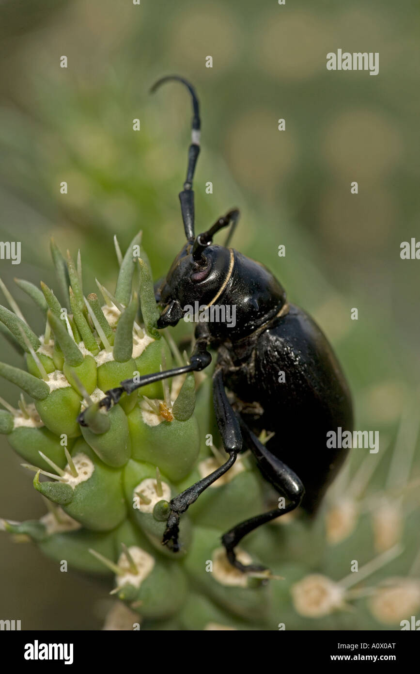 Cholla beetle hi-res stock photography and images - Alamy
