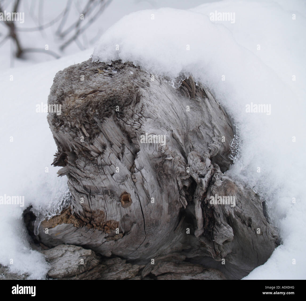 Stub stem hi-res stock photography and images - Alamy