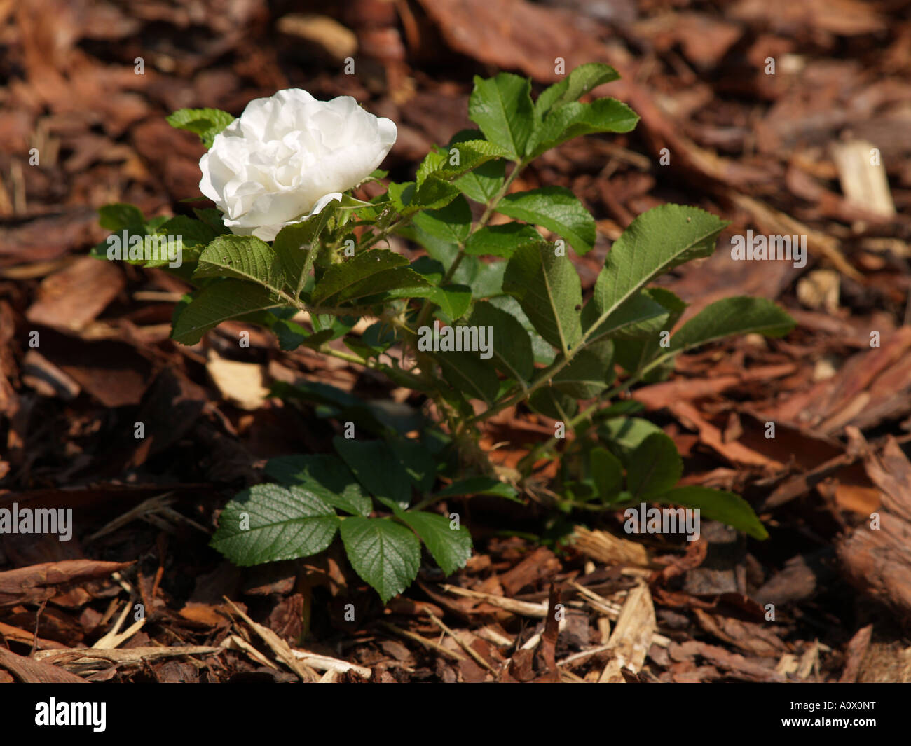 Singe white rose Stock Photo - Alamy