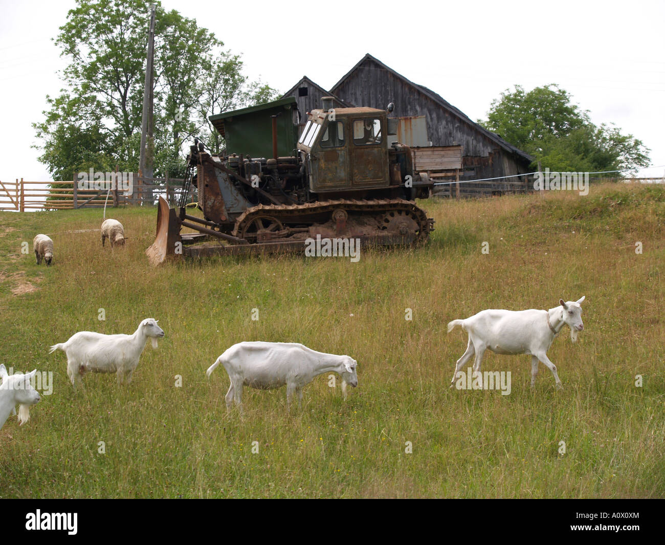Goat tractor hi-res stock photography and images - Alamy