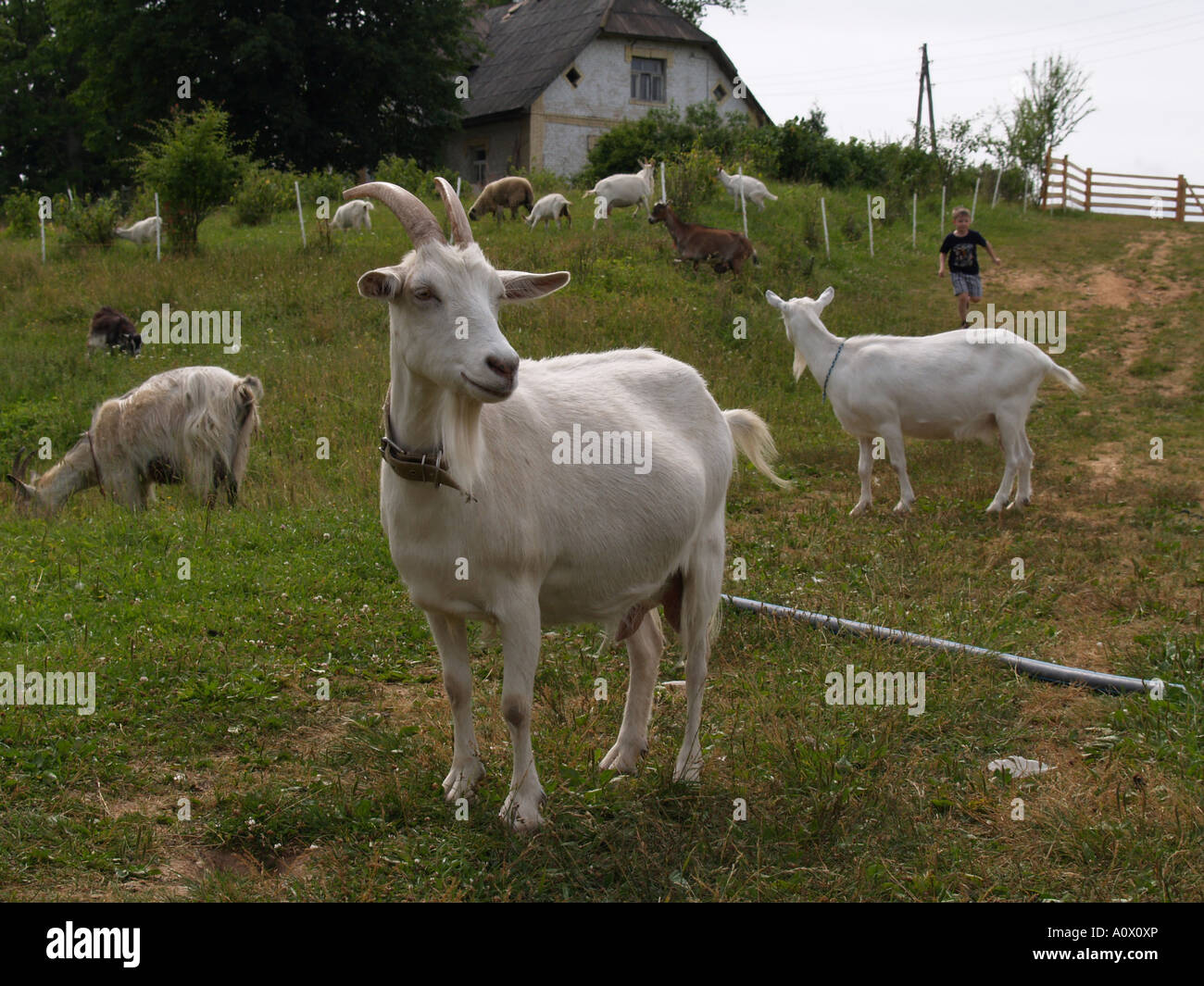 Goat in natural landscape hi-res stock photography and images - Alamy