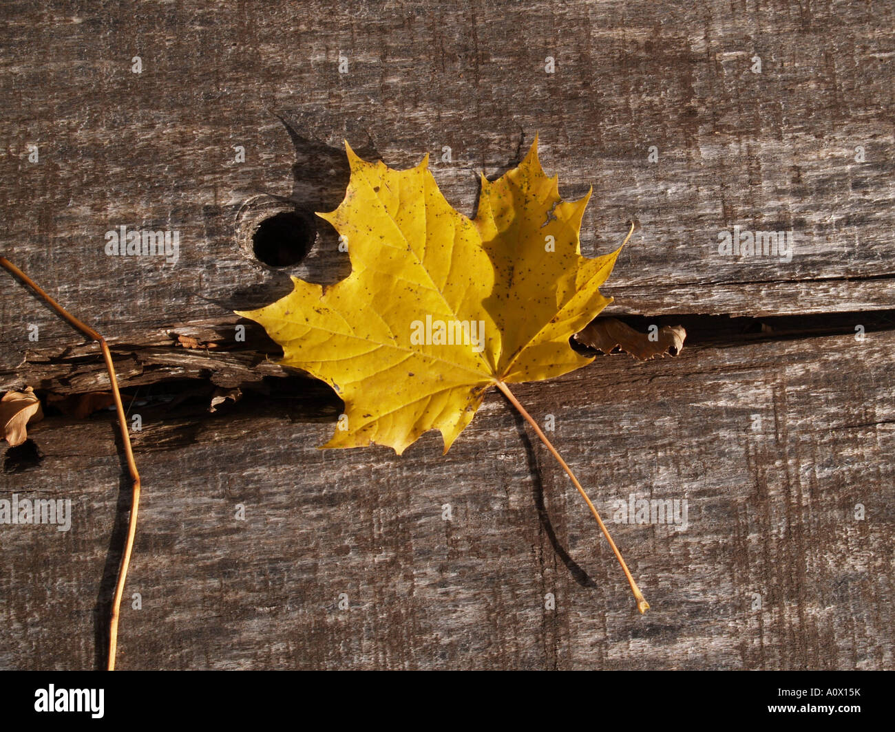 Maple leaf on wood board Stock Photo - Alamy