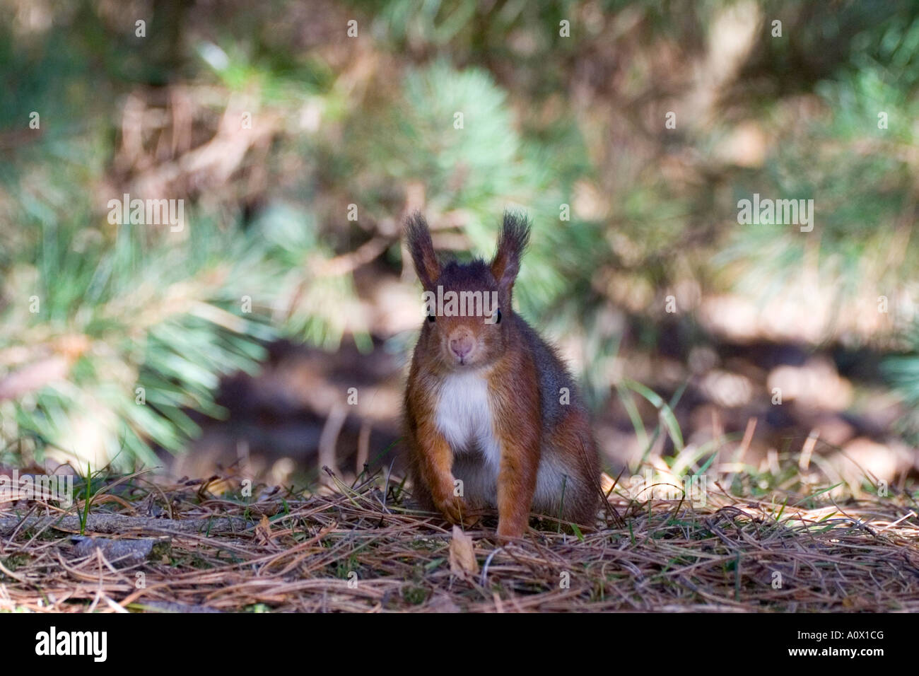 Red Squirrel (Sciurus vulgari) Formby Point Merseyside UK Stock Photo ...