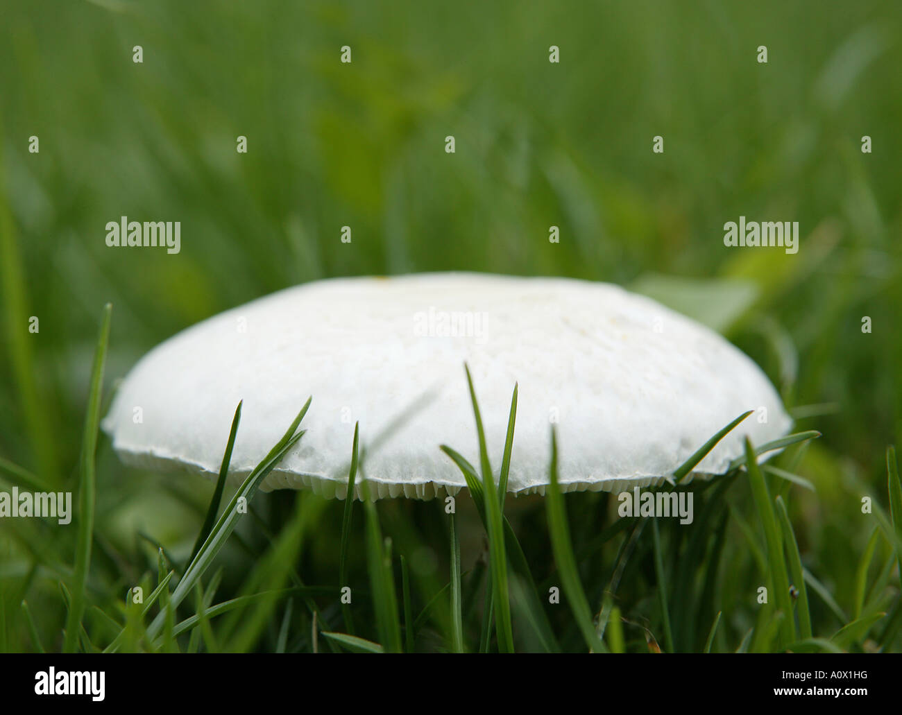 Close up detail of mushroom or fungus cap head growing in green GARDEN ...