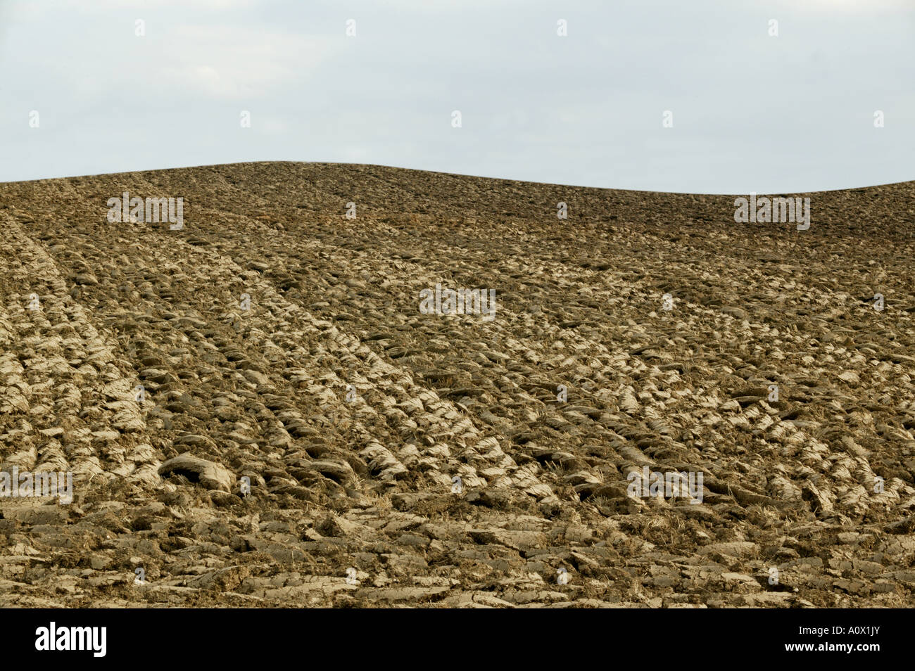 unusual shape agricultural landscape with brown plouged mud dominant ...