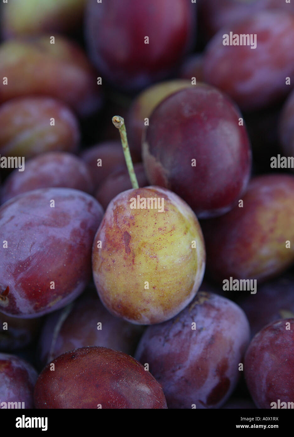 Pile or heap of plums massed together with single focus on one green ...