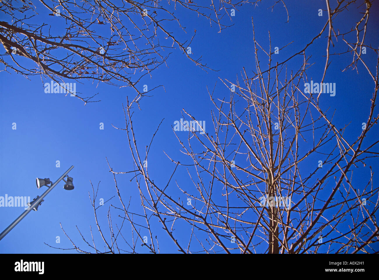 LAMP AND TREES Stock Photo - Alamy