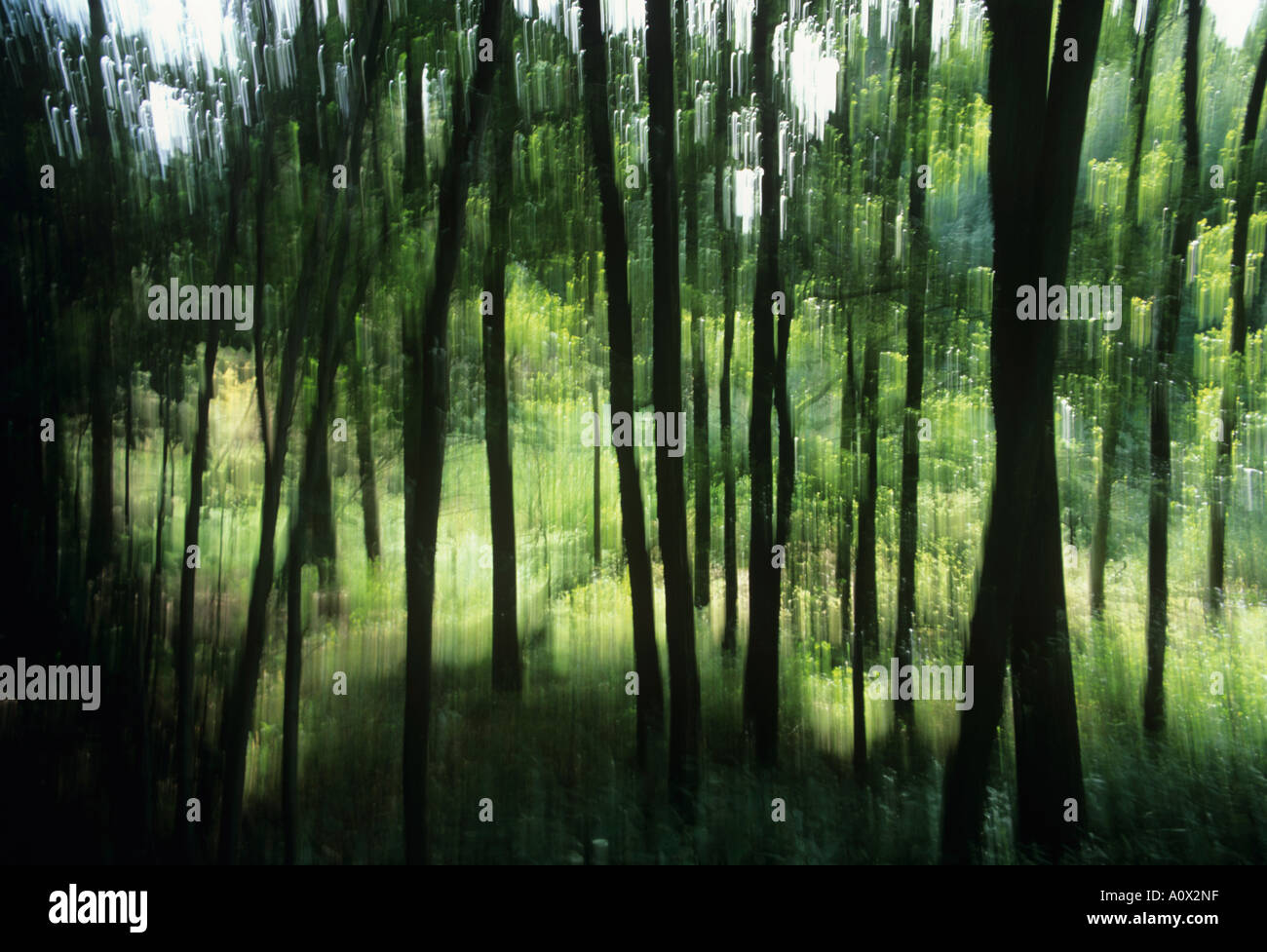 Deep Forest Green High Resolution Stock Photography and Images - Alamy