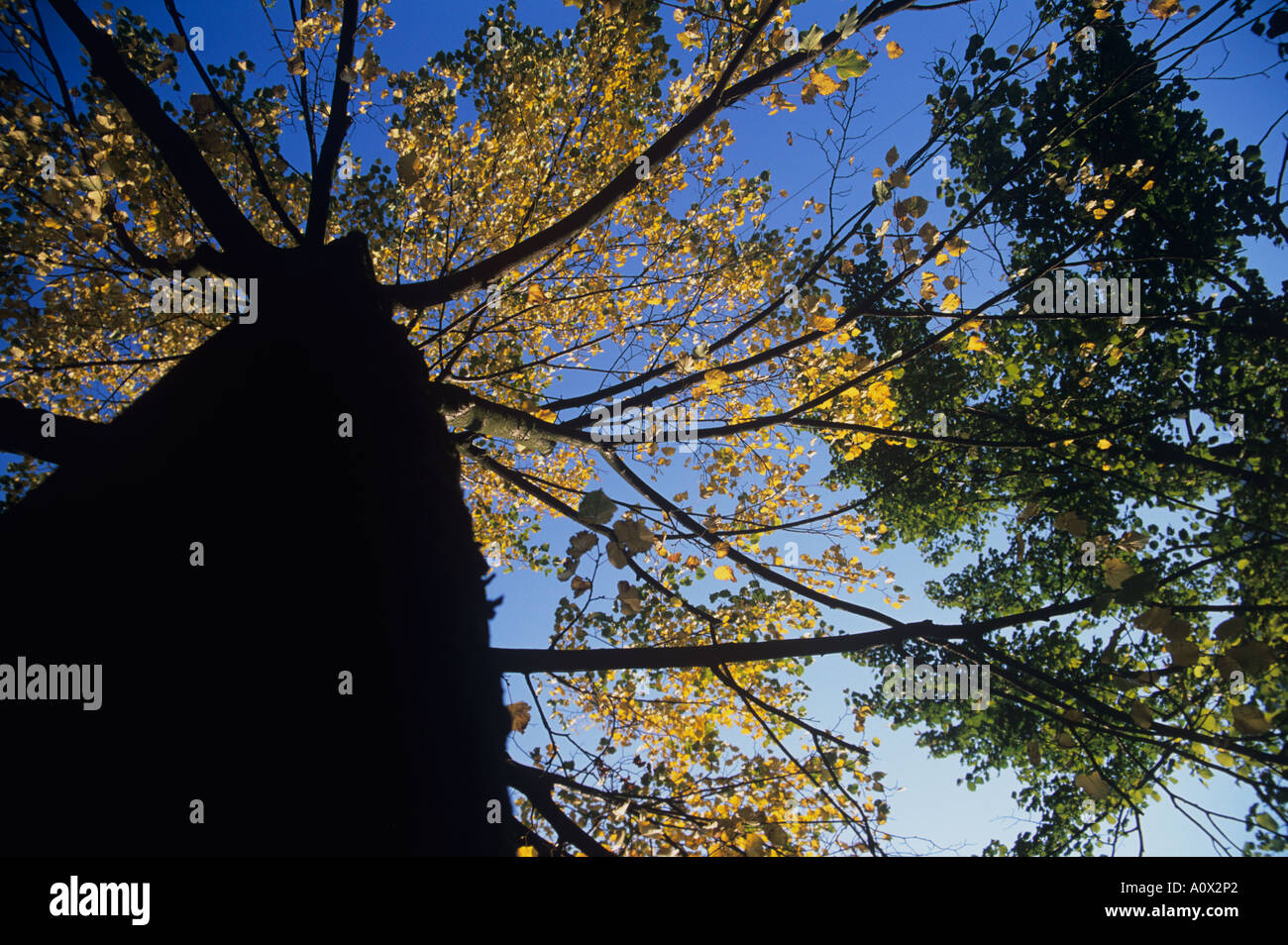 TRUNK AND CANOPY Stock Photo - Alamy