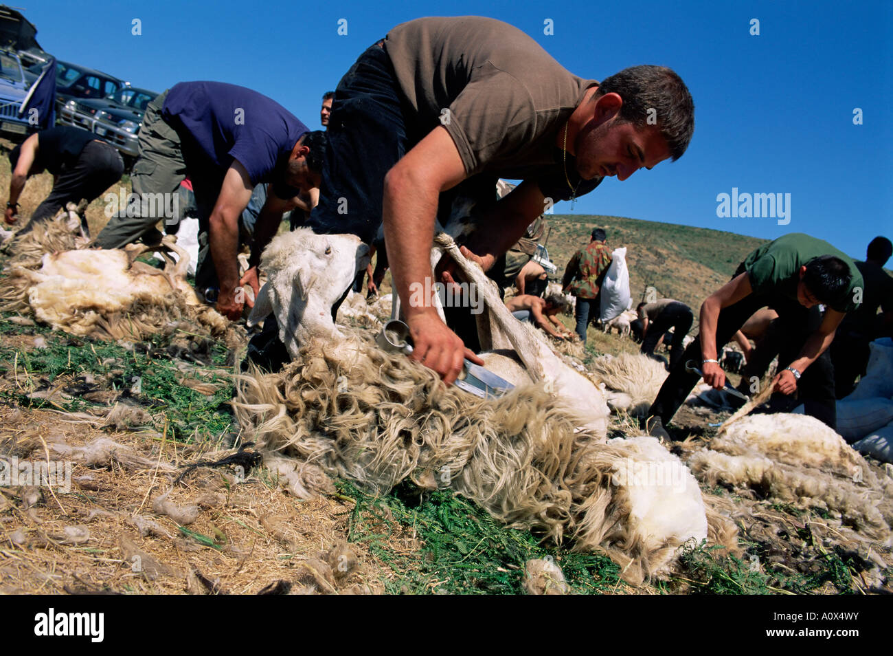 Male shearing hi-res stock photography and images - Alamy