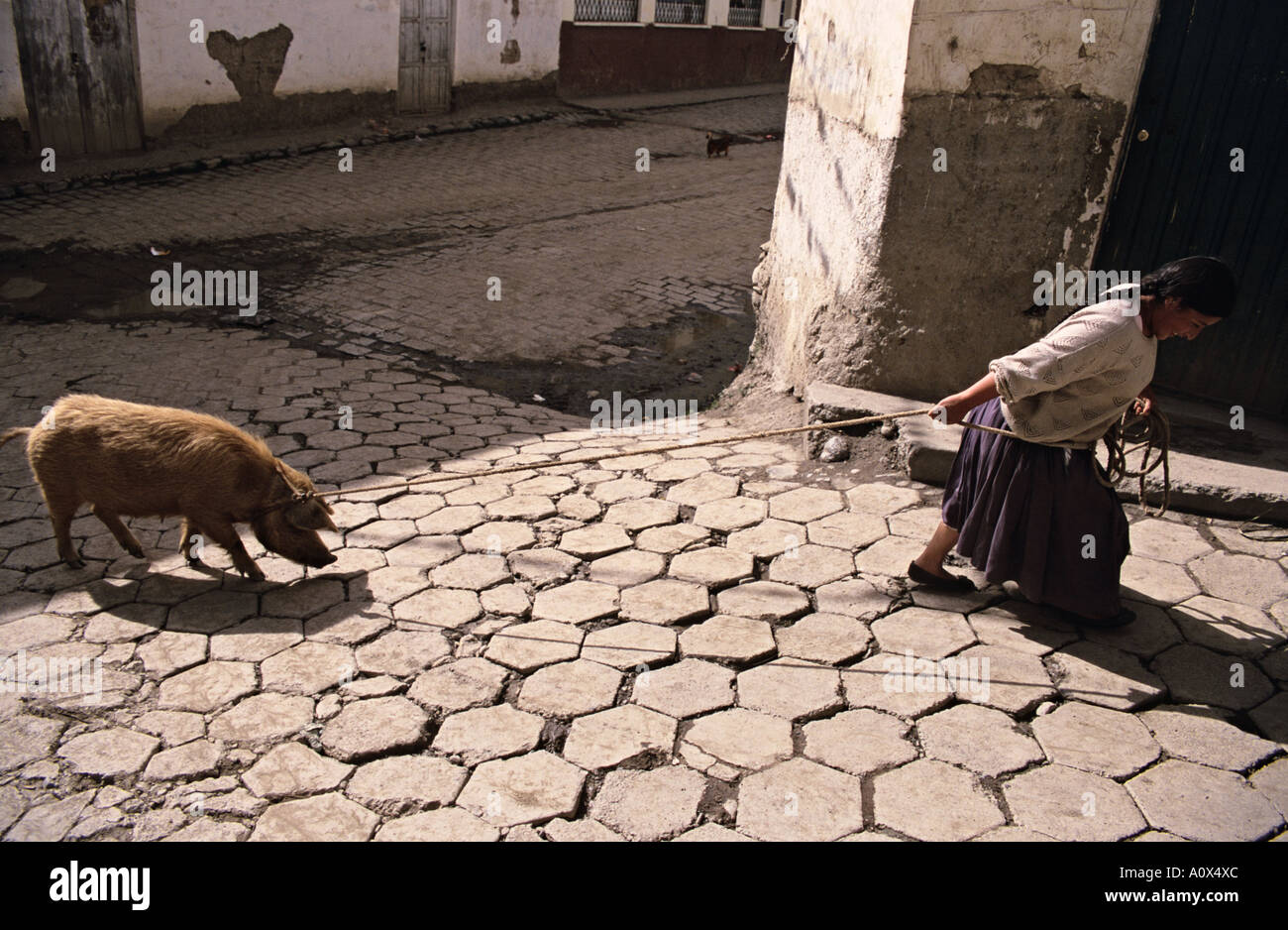 Sorata, Bolivia. Young woman pulling obstinate pig across town Stock ...