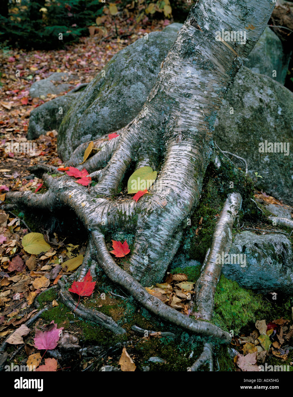Roots of a yellow birch tree with autumn leaves Baxter State Park near ...