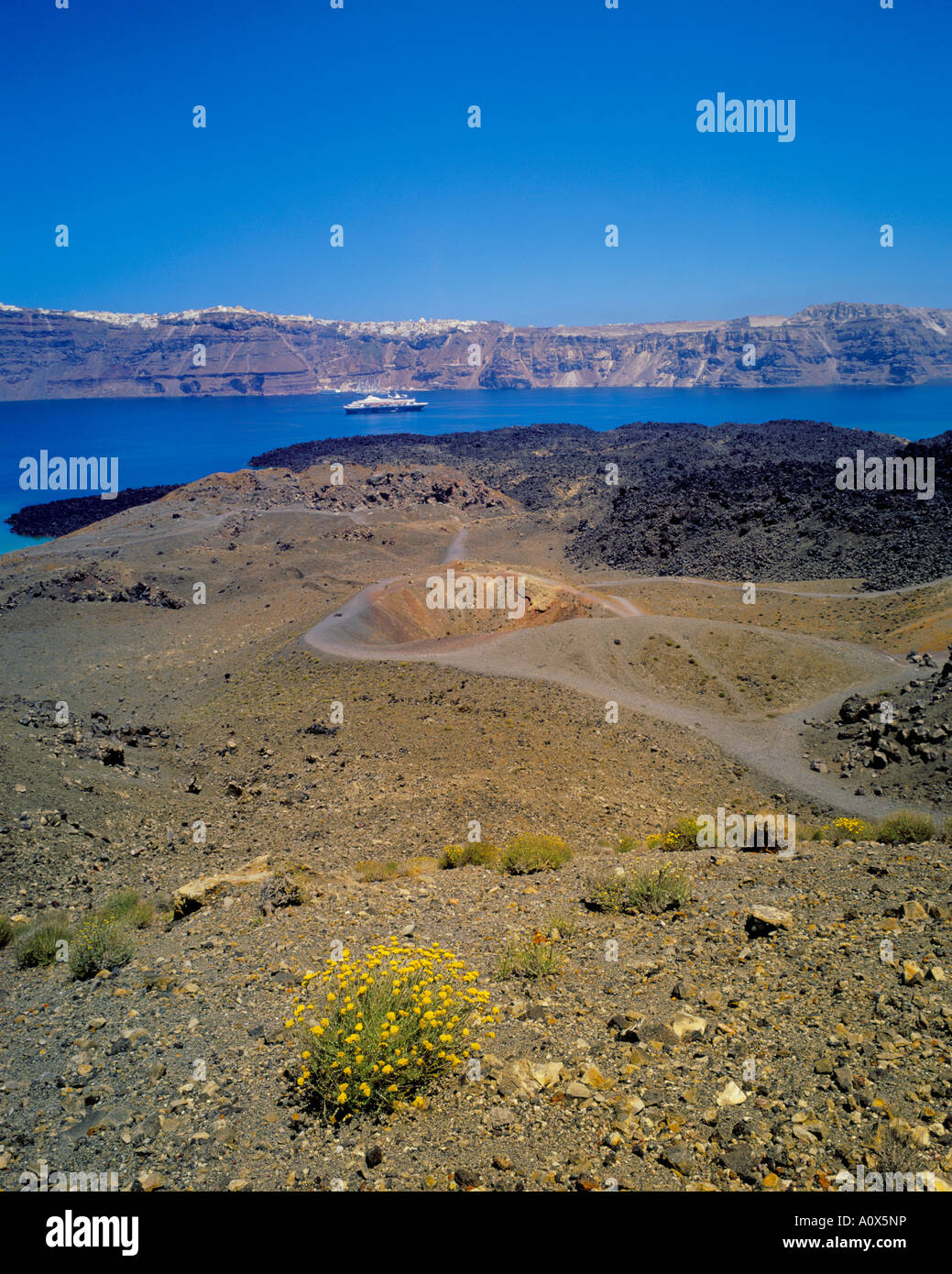 Yellow flowers and view of Nea Kameni islet Santorini Thira Cyclades ... Yellow flowers and view of Nea Kameni islet Santorini Thira Cyclades ...