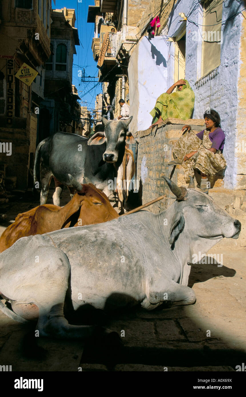Sacred cows sitting in a narrow street Rajasthan state India Asia Stock ...