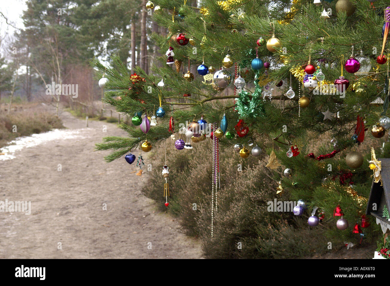 Christmas tree in the forest Chatley Heat Surrey England Stock Photo ...