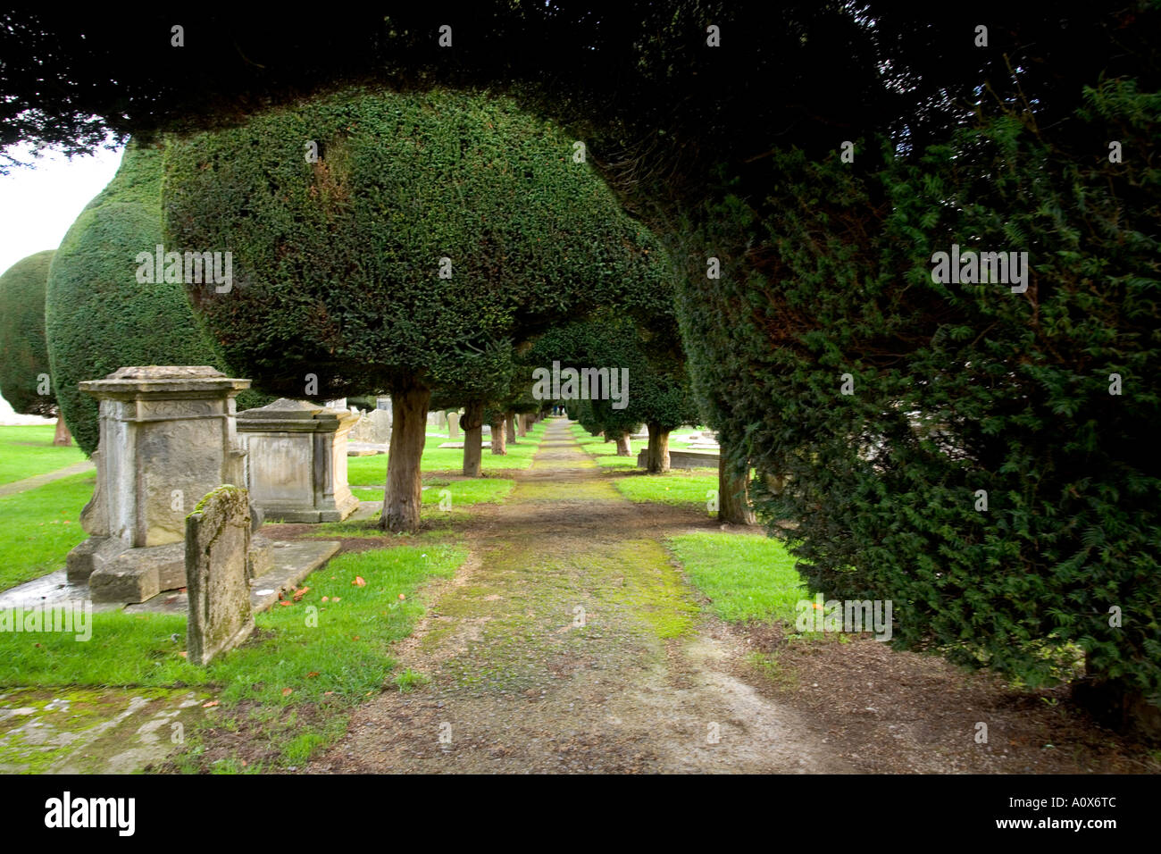 Trees yew hi-res stock photography and images - Alamy