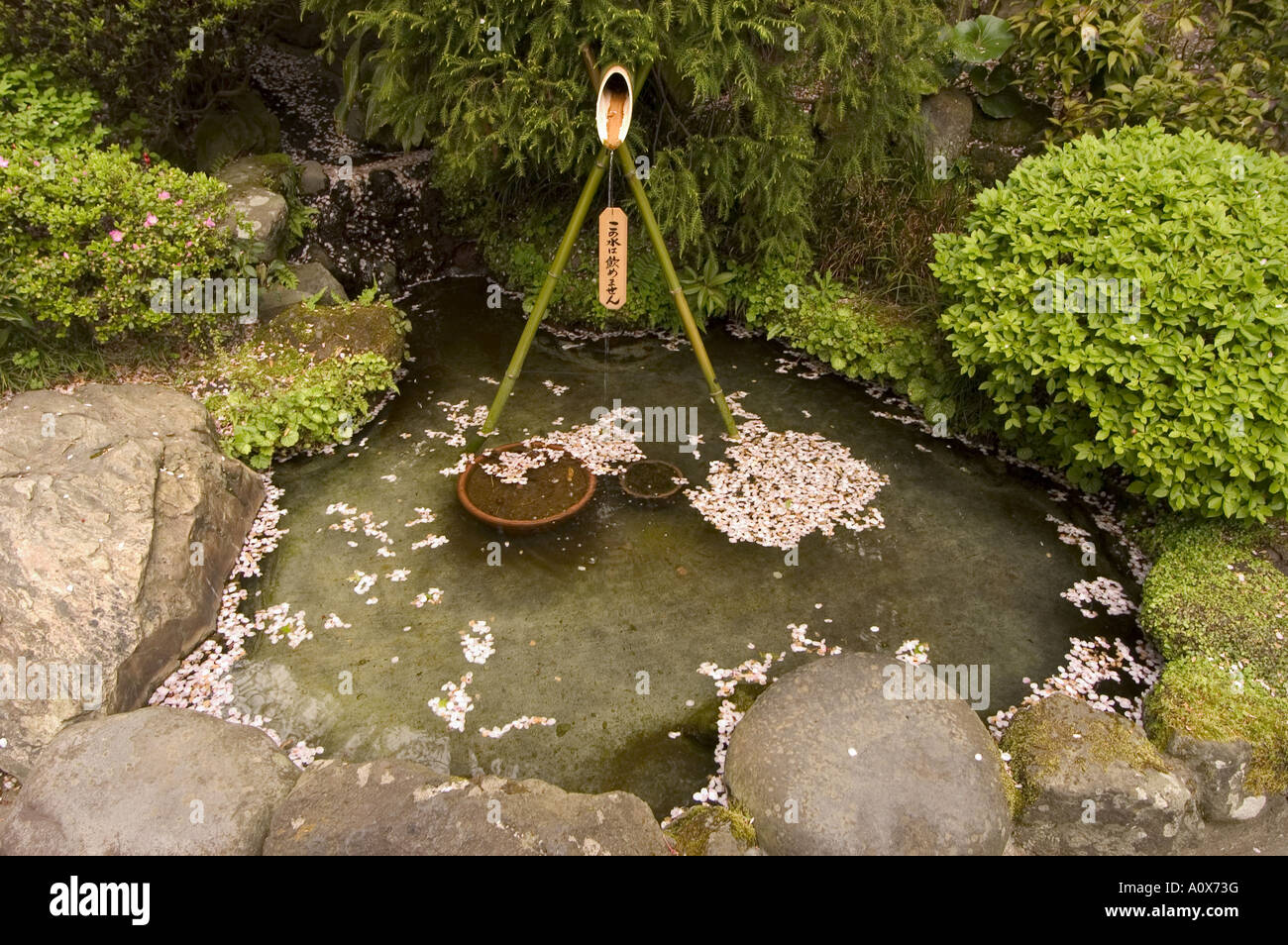 Cherry blossom petals in water fountain Kamakura city Kanagawa ...