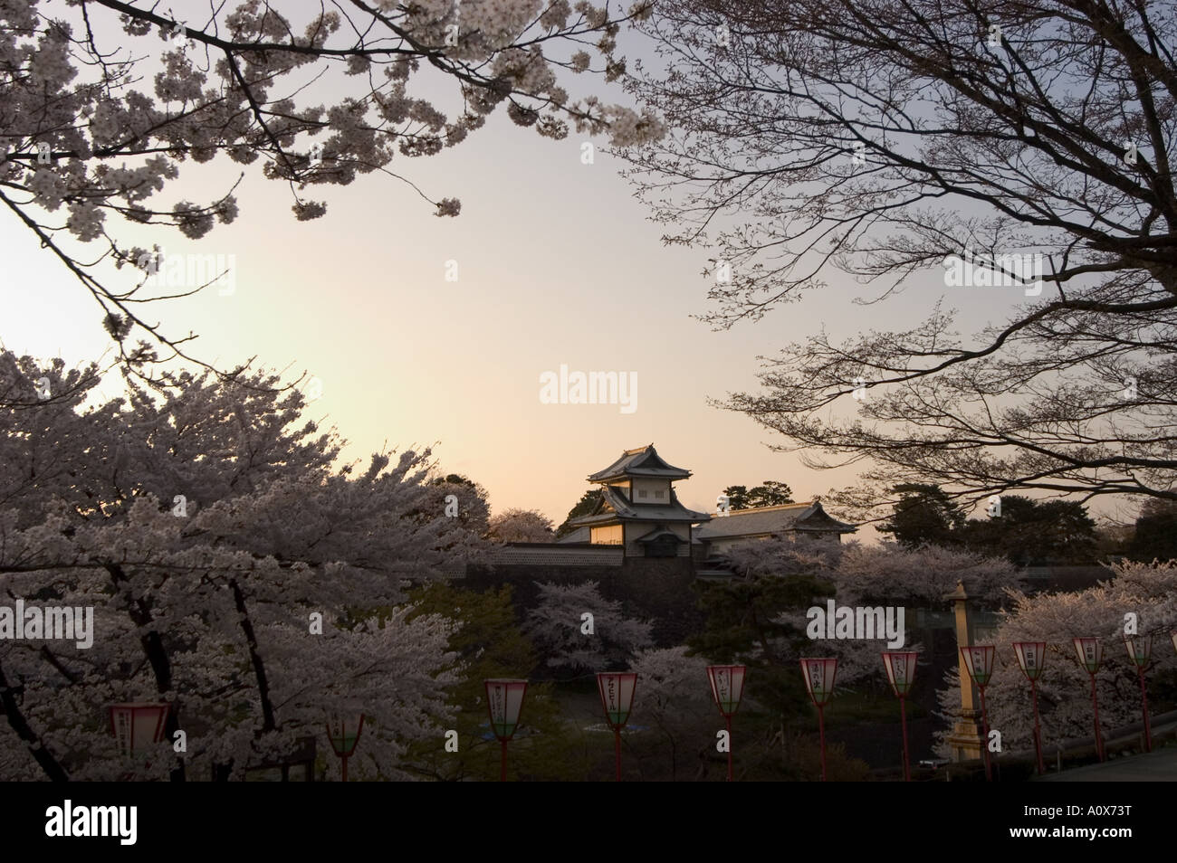 Sunset cherry blossom Kanazawa castle Kanazawa city Ishigawa prefecture ...