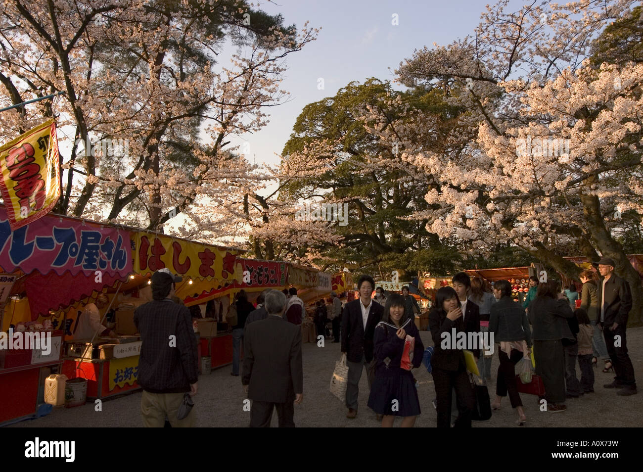 Cherry blossom viewing hanami Kenrokuen Garden Kanazawa city Ishigawa ...