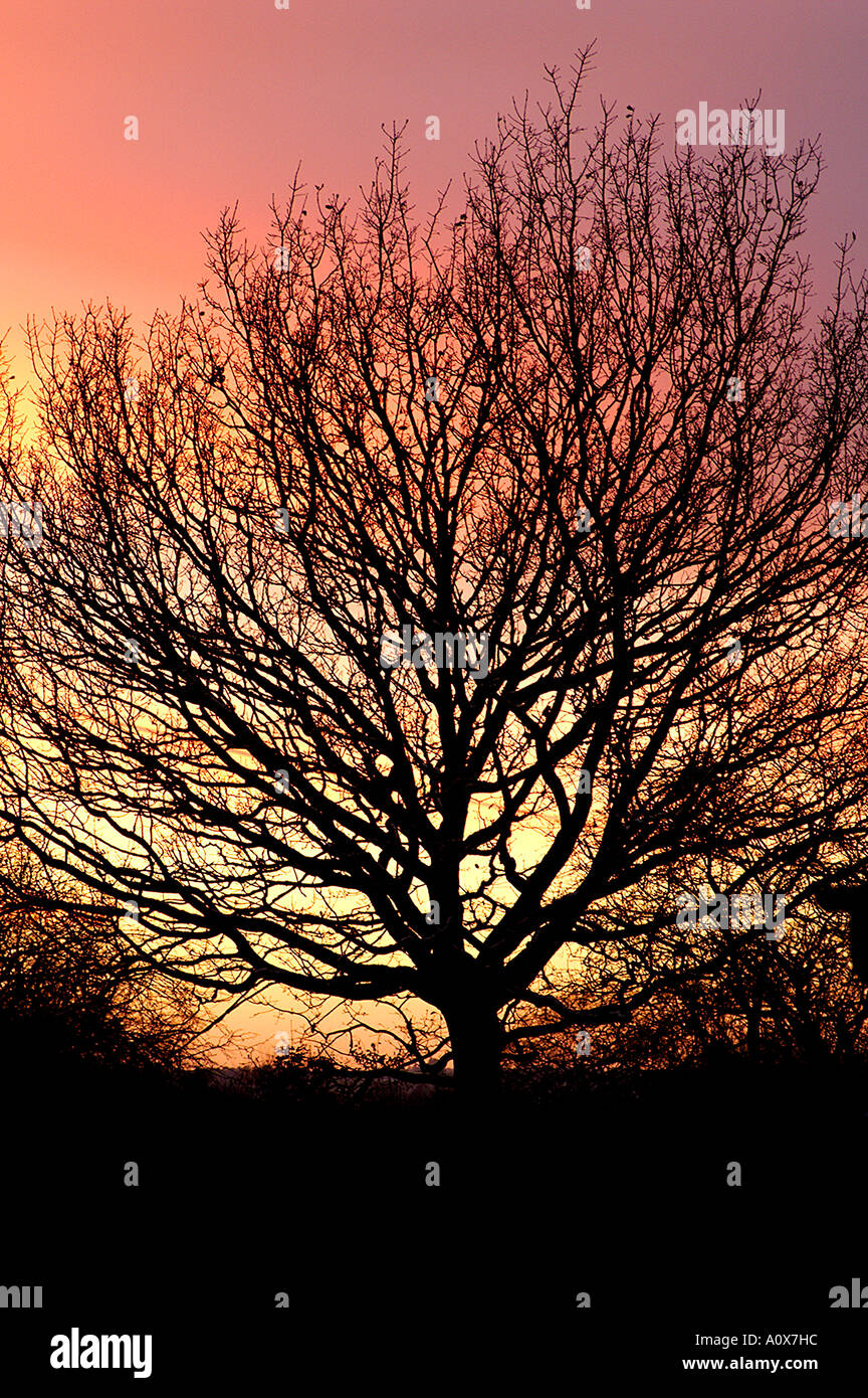 Moore silhouette hi-res stock photography and images - Alamy