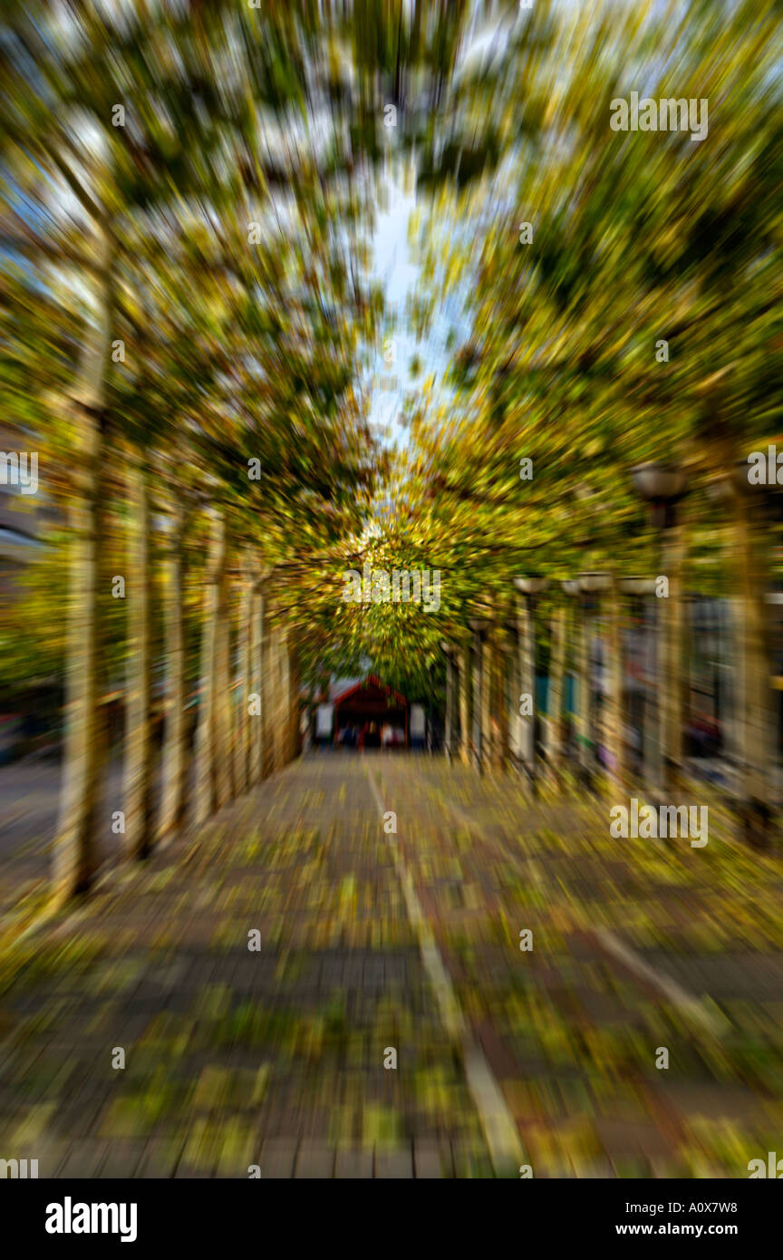 Plane trees in Frankfurt Germany Europe Stock Photo - Alamy