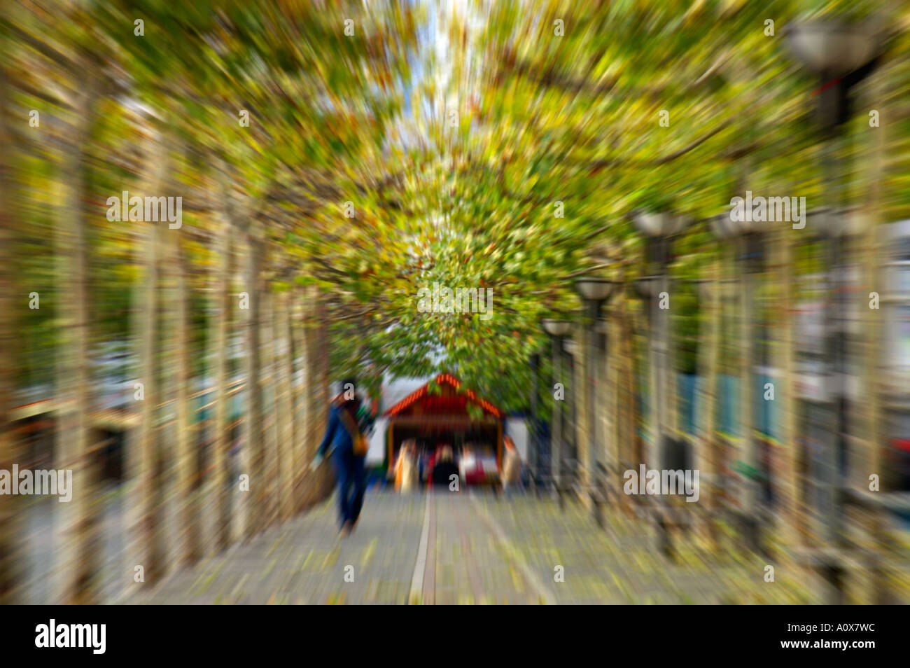 Plane trees in Frankfurt Germany Europe Stock Photo - Alamy