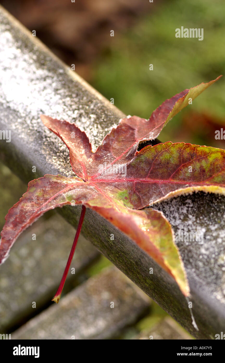 Liguidamber styraciflua Sweet gum tree leaf on the bench in winter ...