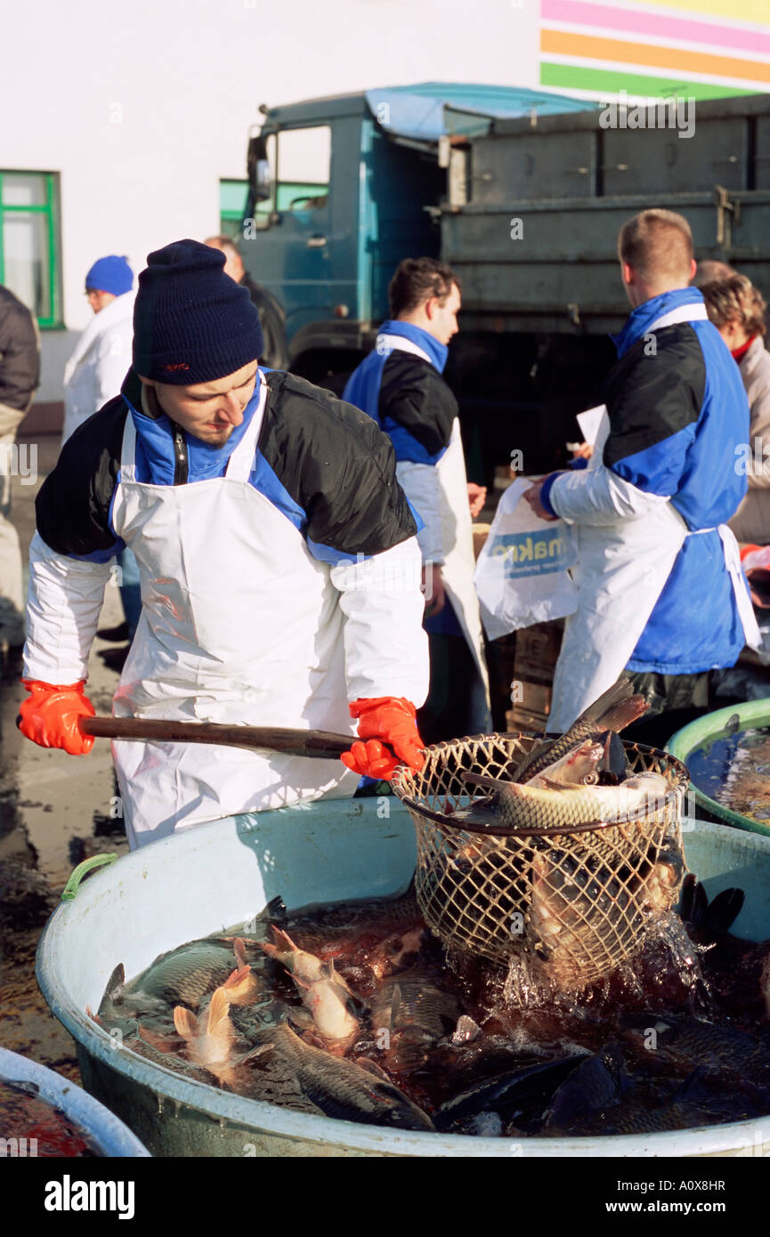 Czech tradition carp on christmas hi-res stock photography and images ...