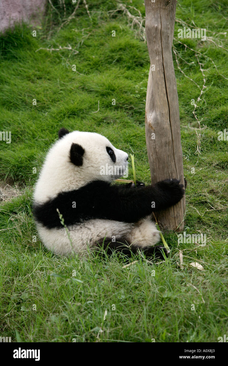 Panda bear sitting down eating bamboo hi-res stock photography and ...