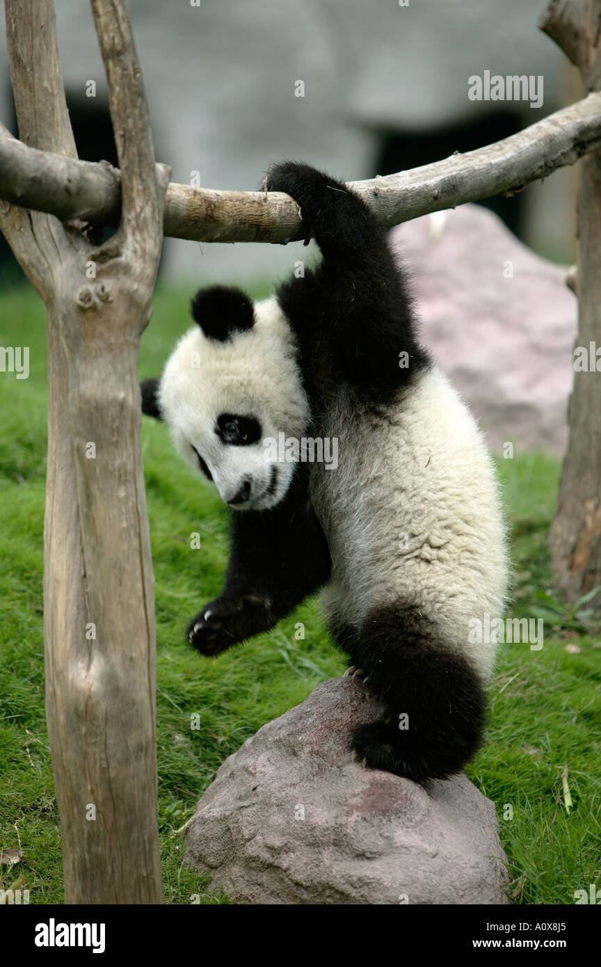 Panda bear sitting down eating bamboo hi-res stock photography and ...