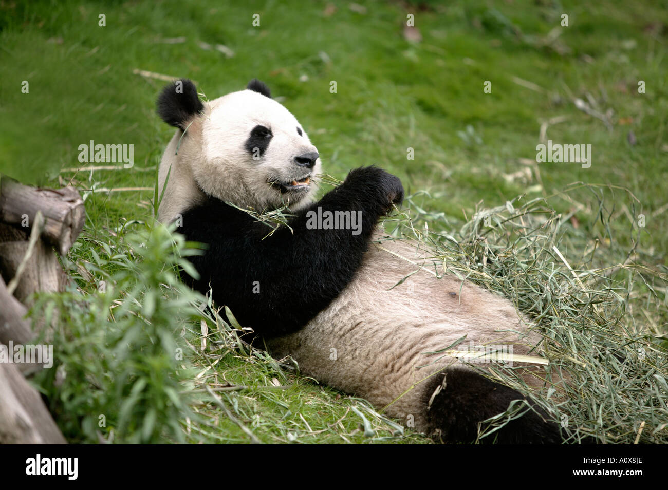China Province of Sichuan Town of Chengdu Giant Panda at Giant Pandas ...