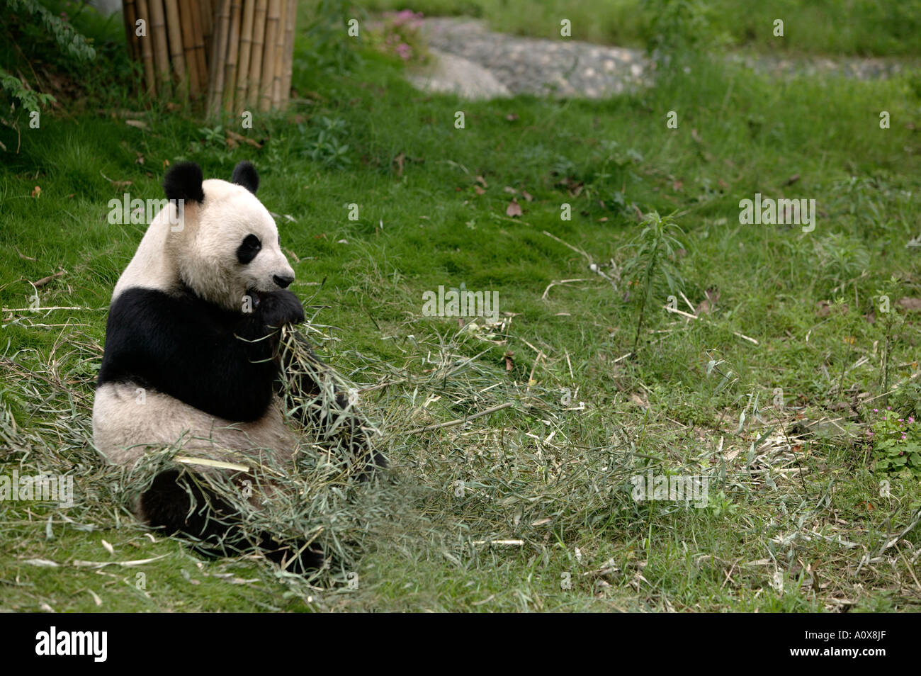 China Province of Sichuan Town of Chengdu Giant Panda at Giant Pandas ...