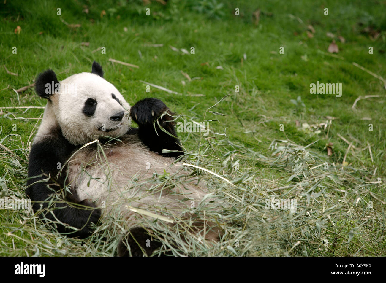 China Province of Sichuan Town of Chengdu Giant Panda at Giant Pandas ...