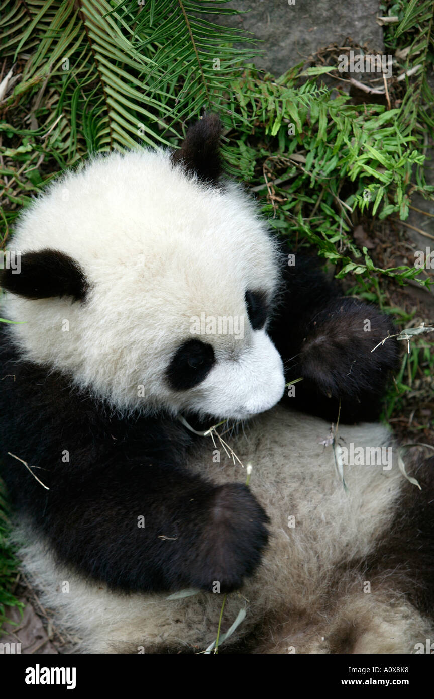 China Province of Sichuan Town of Chengdu Giant Panda at Giant Pandas ...