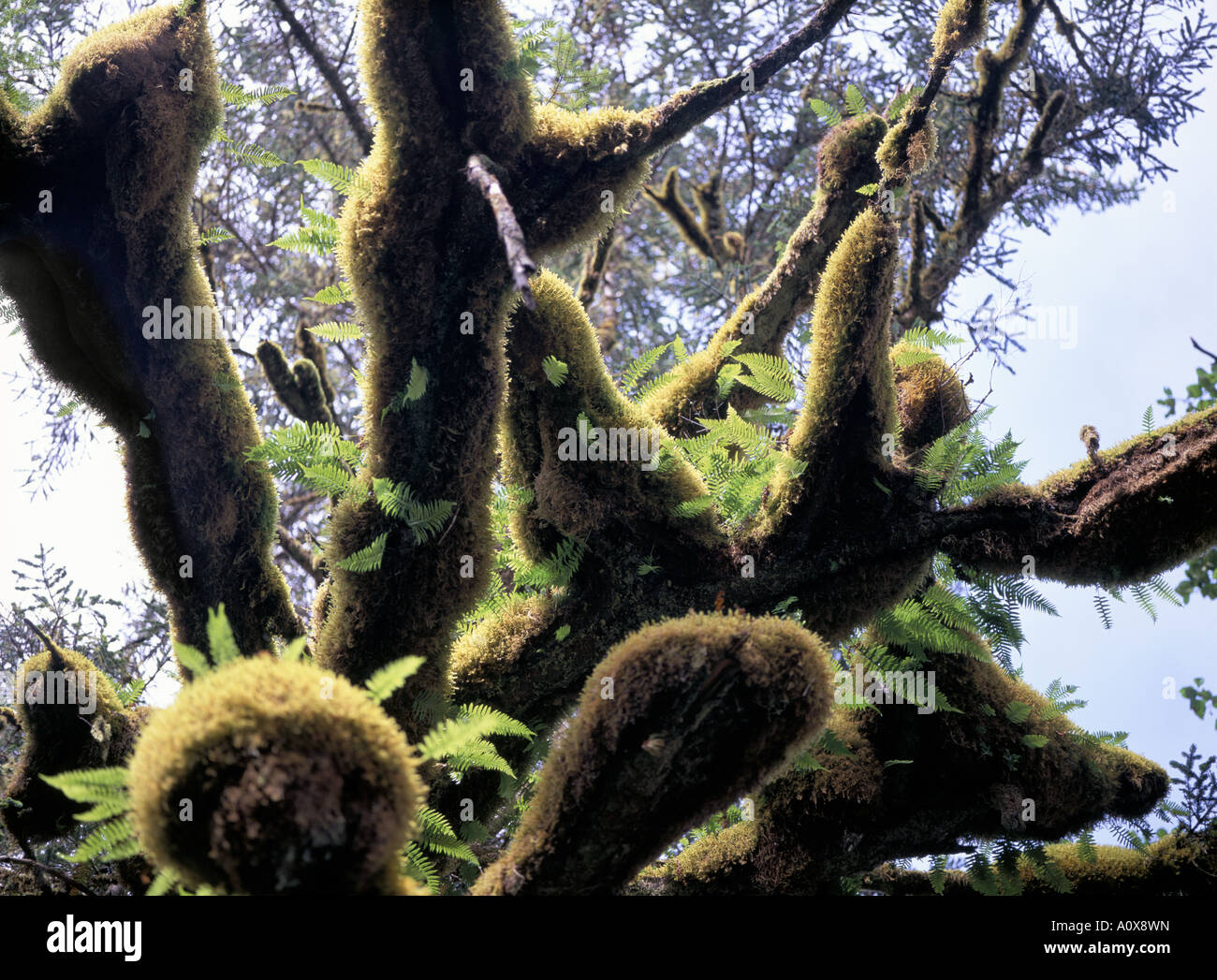 Queen Charlotte Islands British Columbia B C Canada North America Stock ...