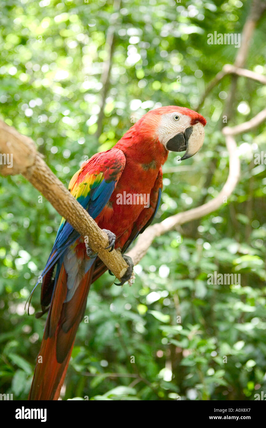 Green and red macaw Brasil Photo ANGELO CAVALLI Stock Photo - Alamy