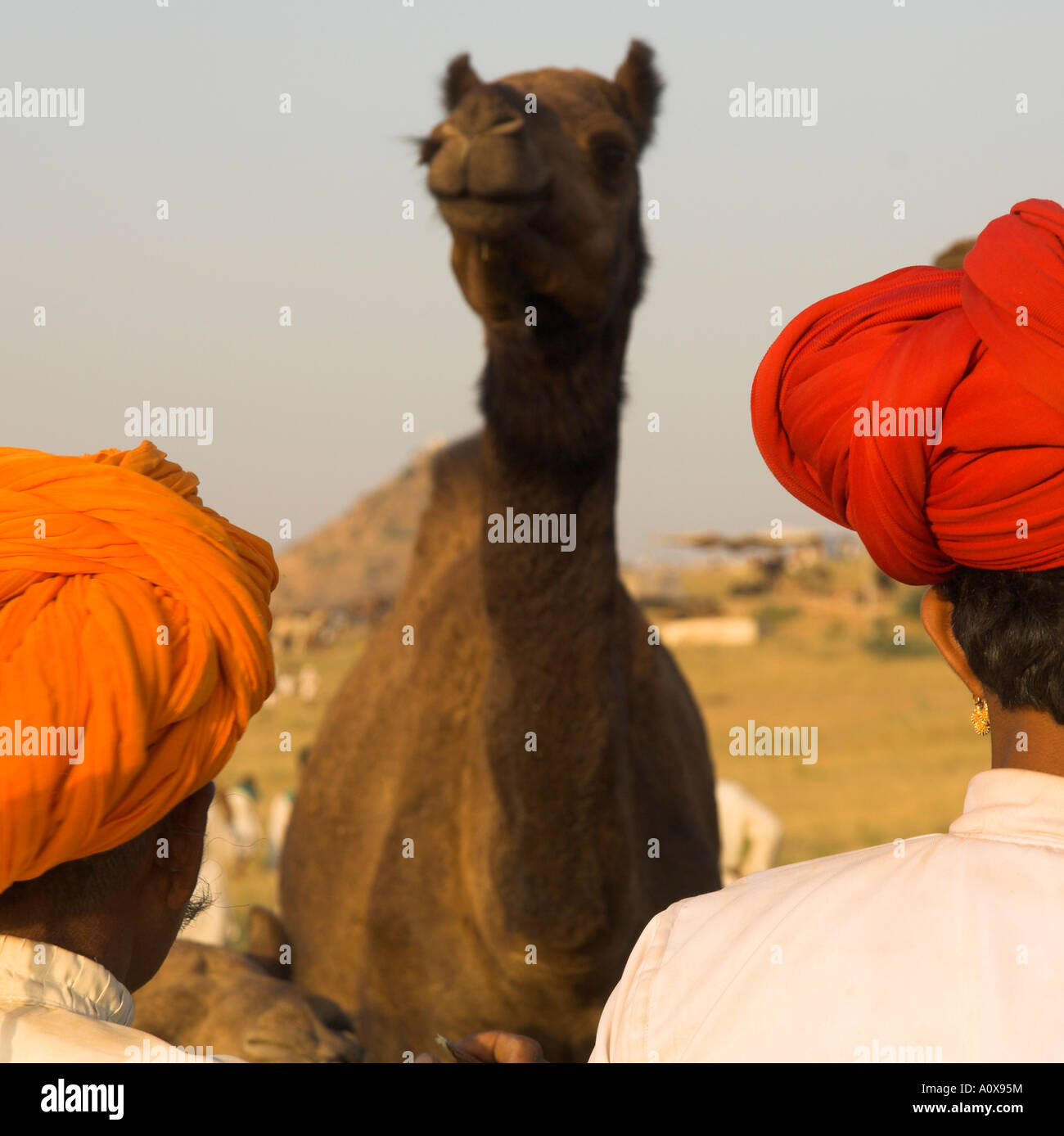 India Rajasthan Pushkar Mela Huge camel and cattle fair for semi ...