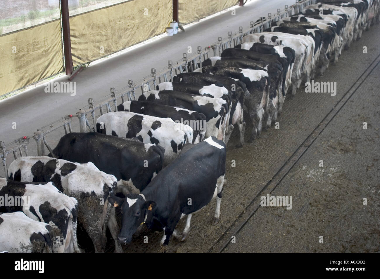 Cattle in confinement hi-res stock photography and images - Alamy