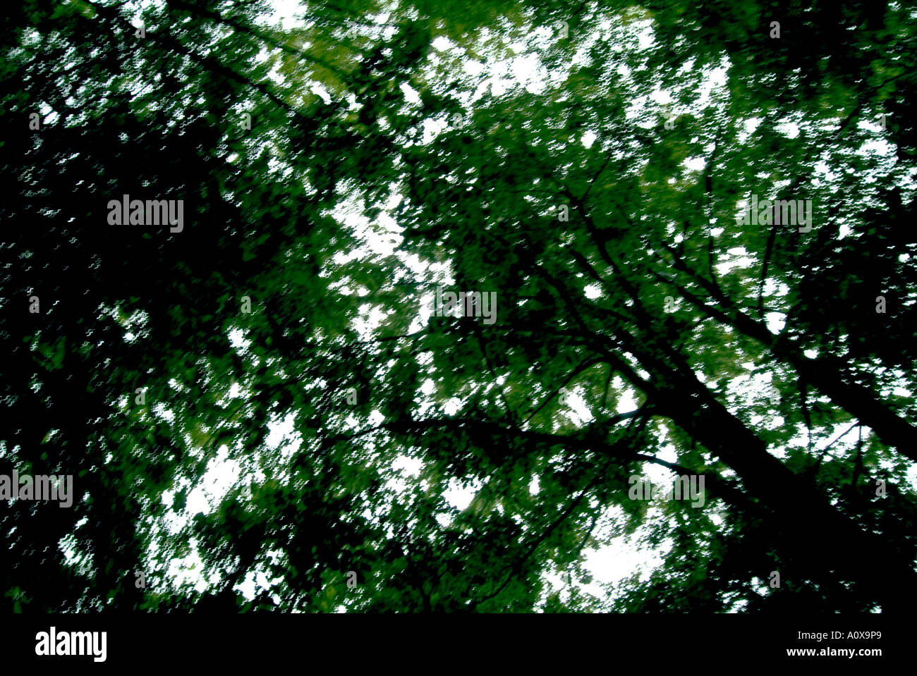 Top canopy hi-res stock photography and images - Alamy