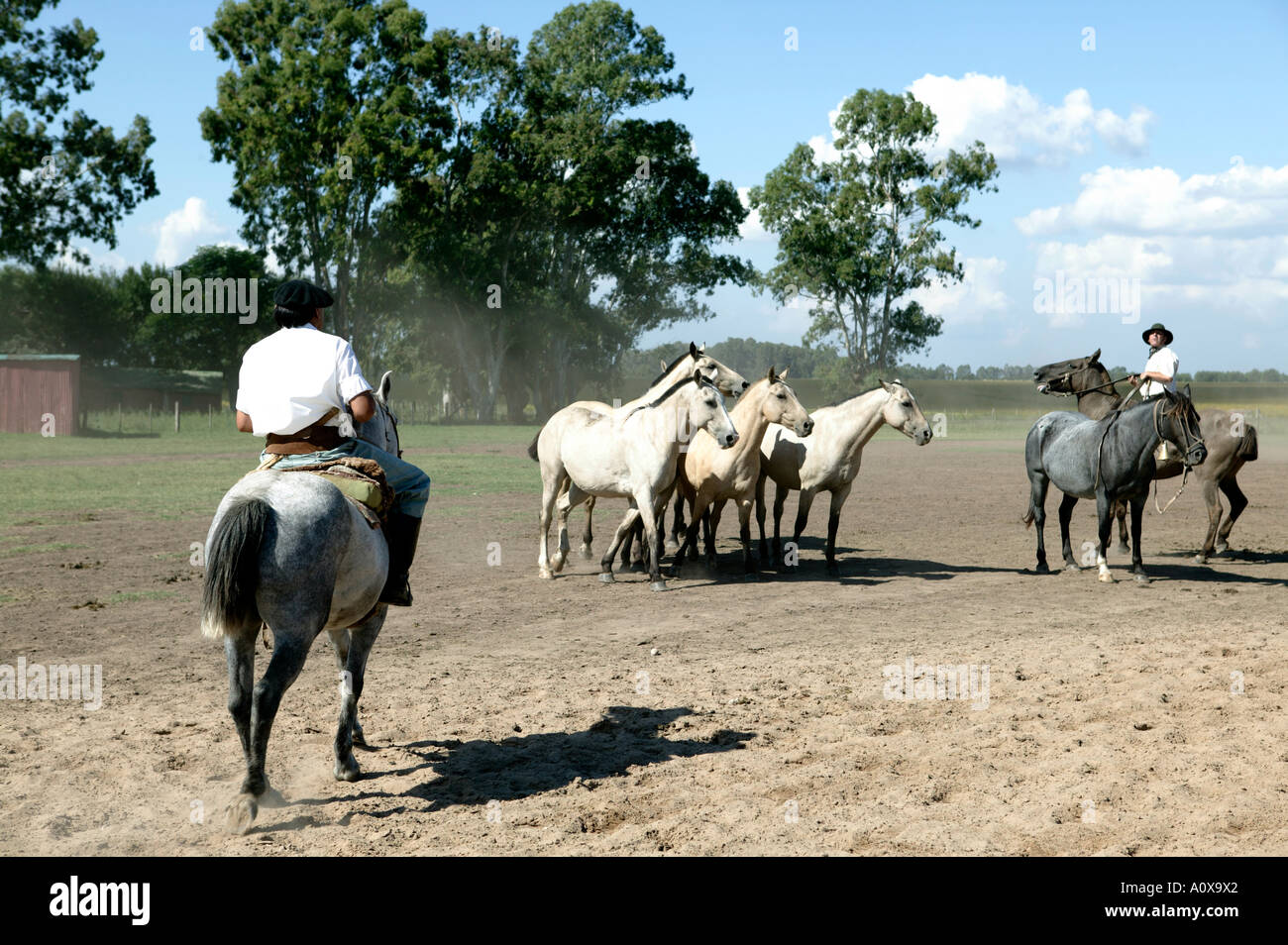 South America Argentina Buenos Aires Province La Pampa Estancia ...