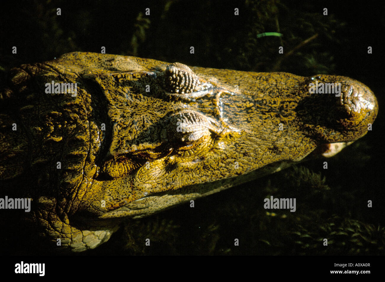 Panama caiman hi-res stock photography and images - Alamy