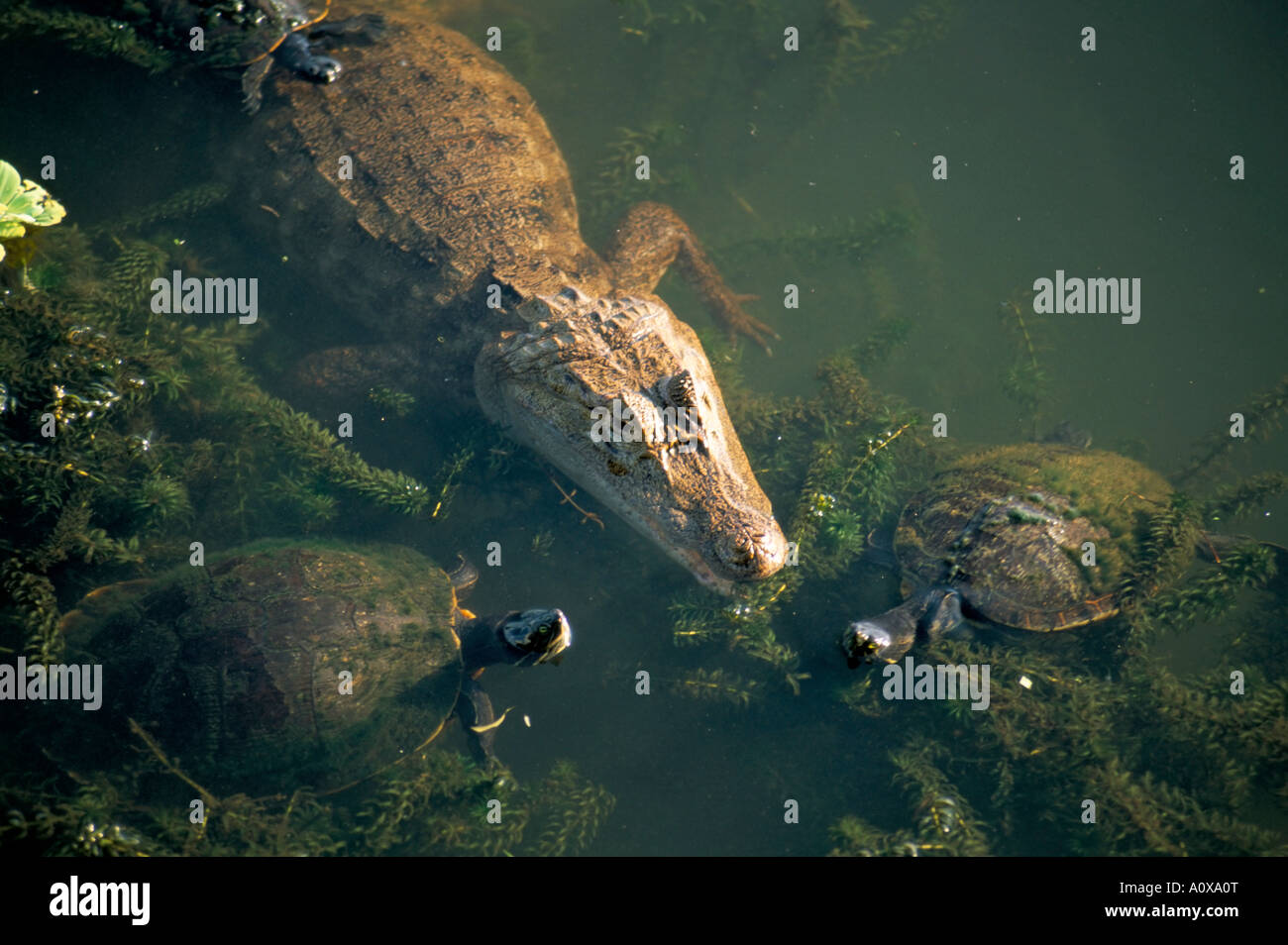 Common caiman Caiman crocodilus with Mesoamerican Slider Turtle River ...