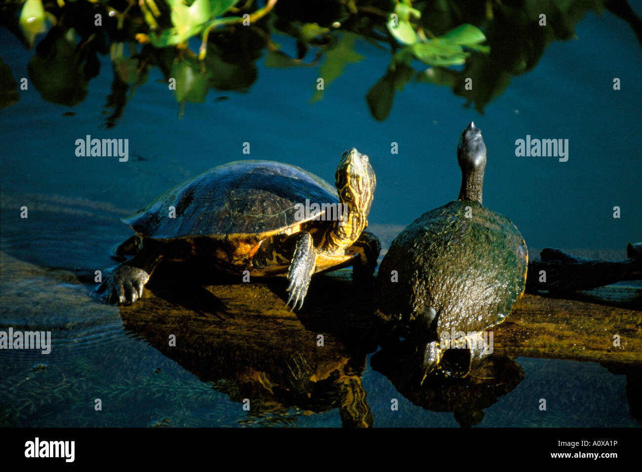 Mesoamerican slider turtles Trachemys scripta ornata River Chagres ...