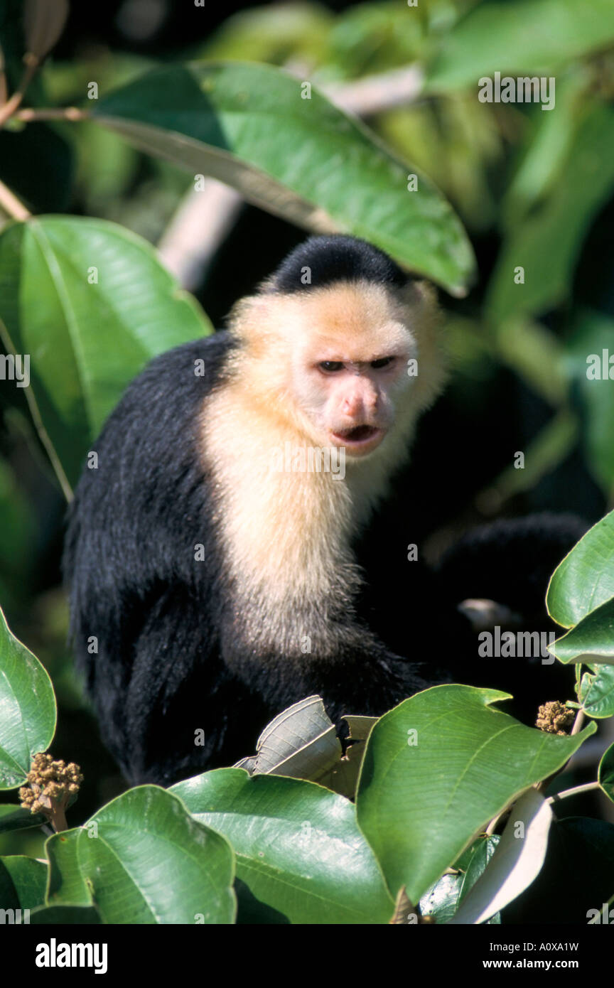 White faced capuchine monkey Cebus capucinus Soberania National Park ...