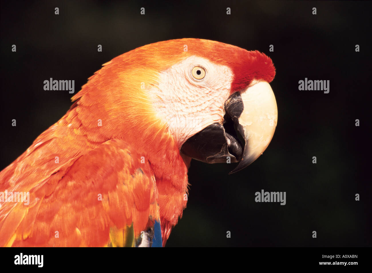 Parrot Aruba West Indies Dutch Caribbean Central America Stock Photo ...