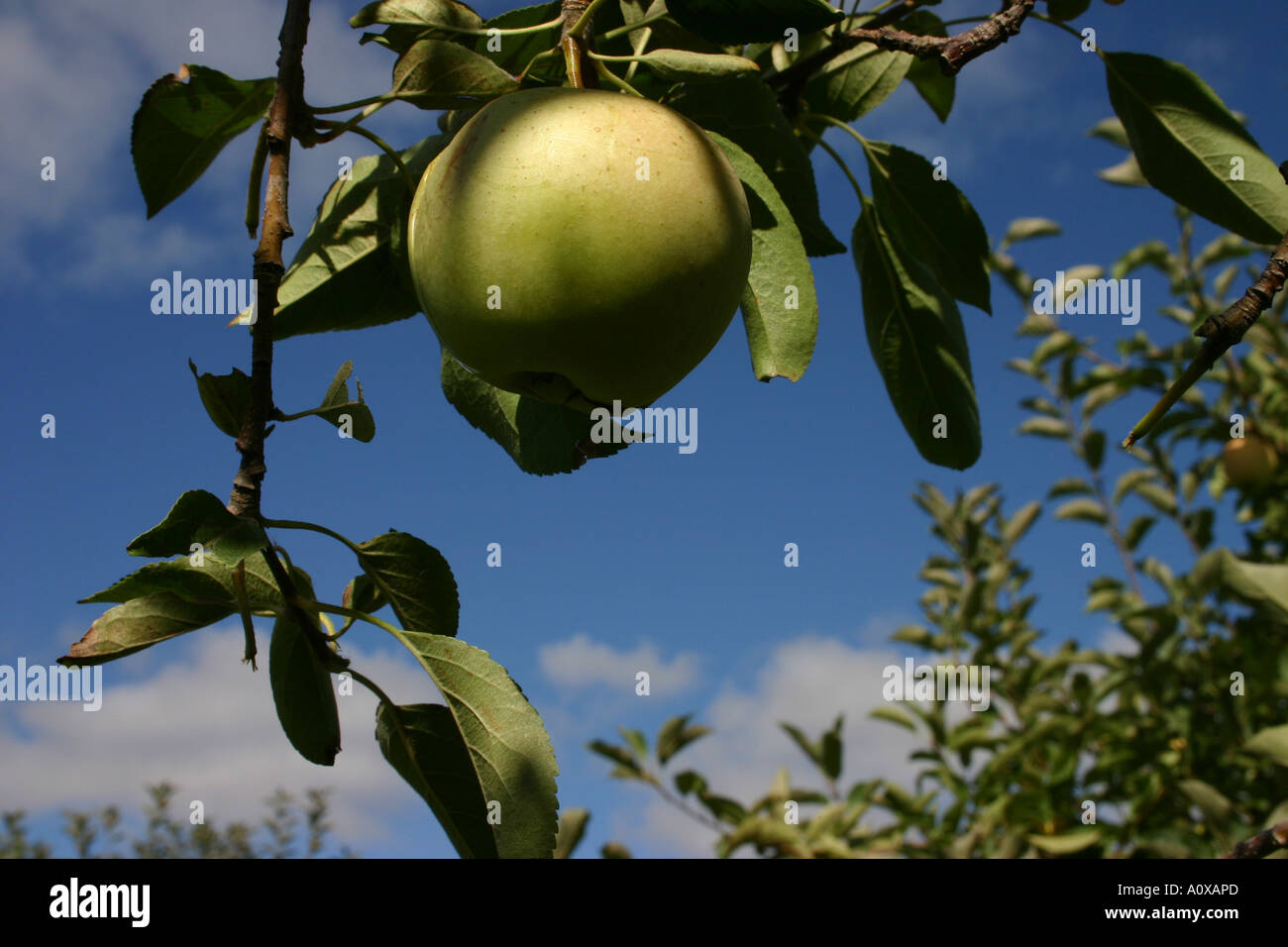 green apple on the vine Stock Photo - Alamy